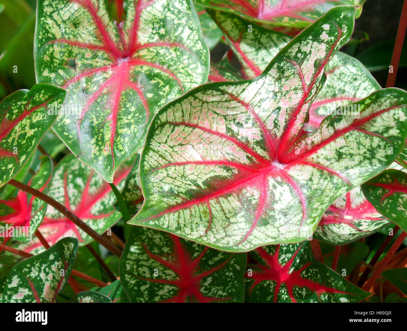 Natural Beauty of Red and Green Pattern on the Leaf, Close-up Stock ...