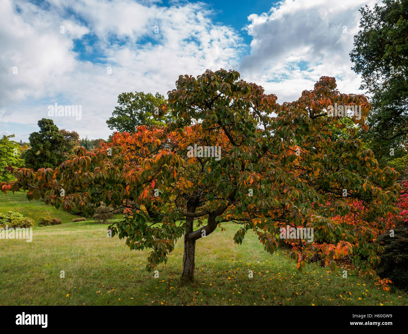 Prunus Pandora Tree in Autumn Stock Photo - Alamy