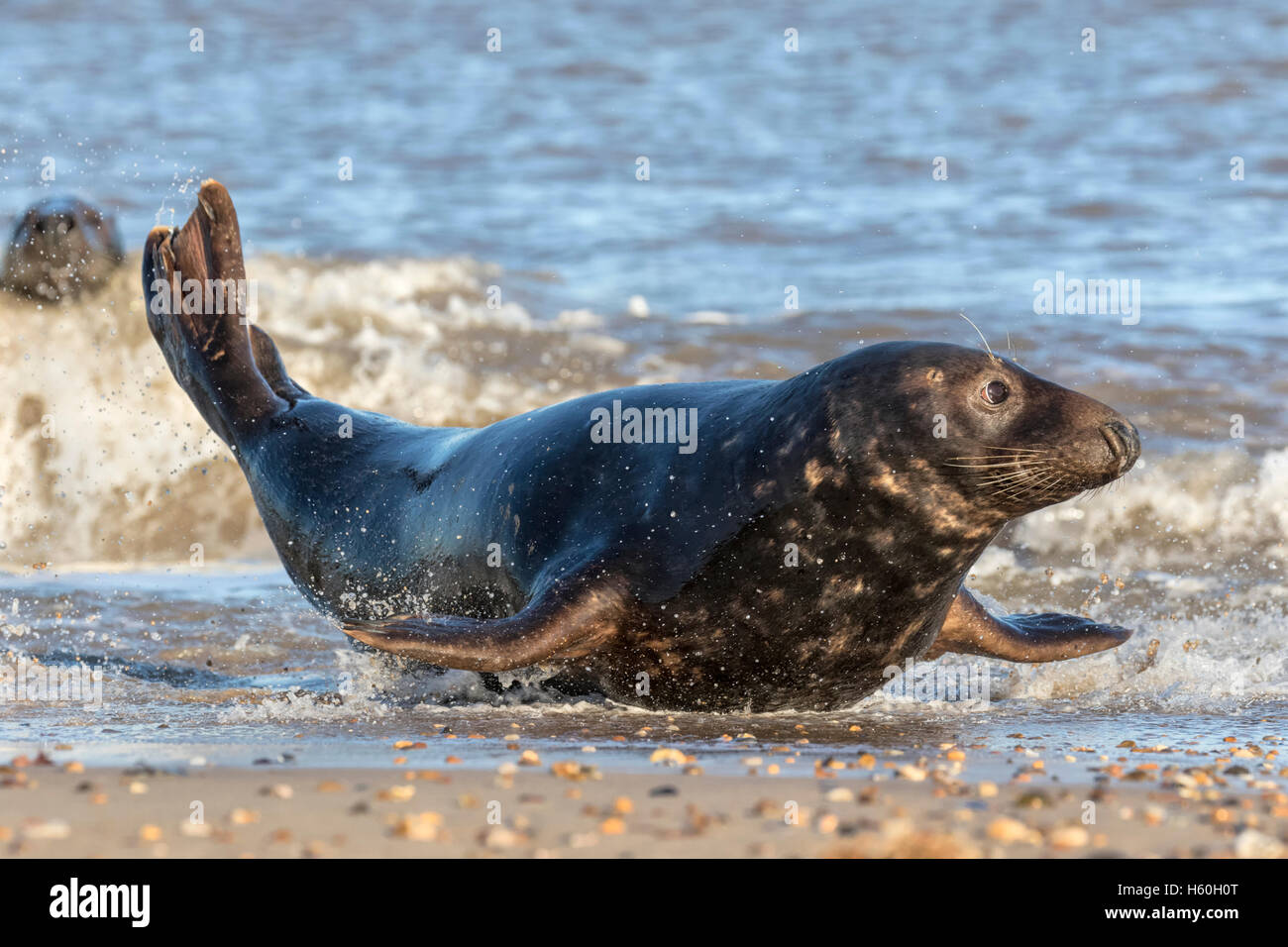 Atlantic Grey Seal Stock Photo - Alamy