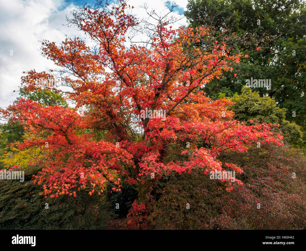 Japanese maple tree canopy hi-res stock photography and images - Alamy