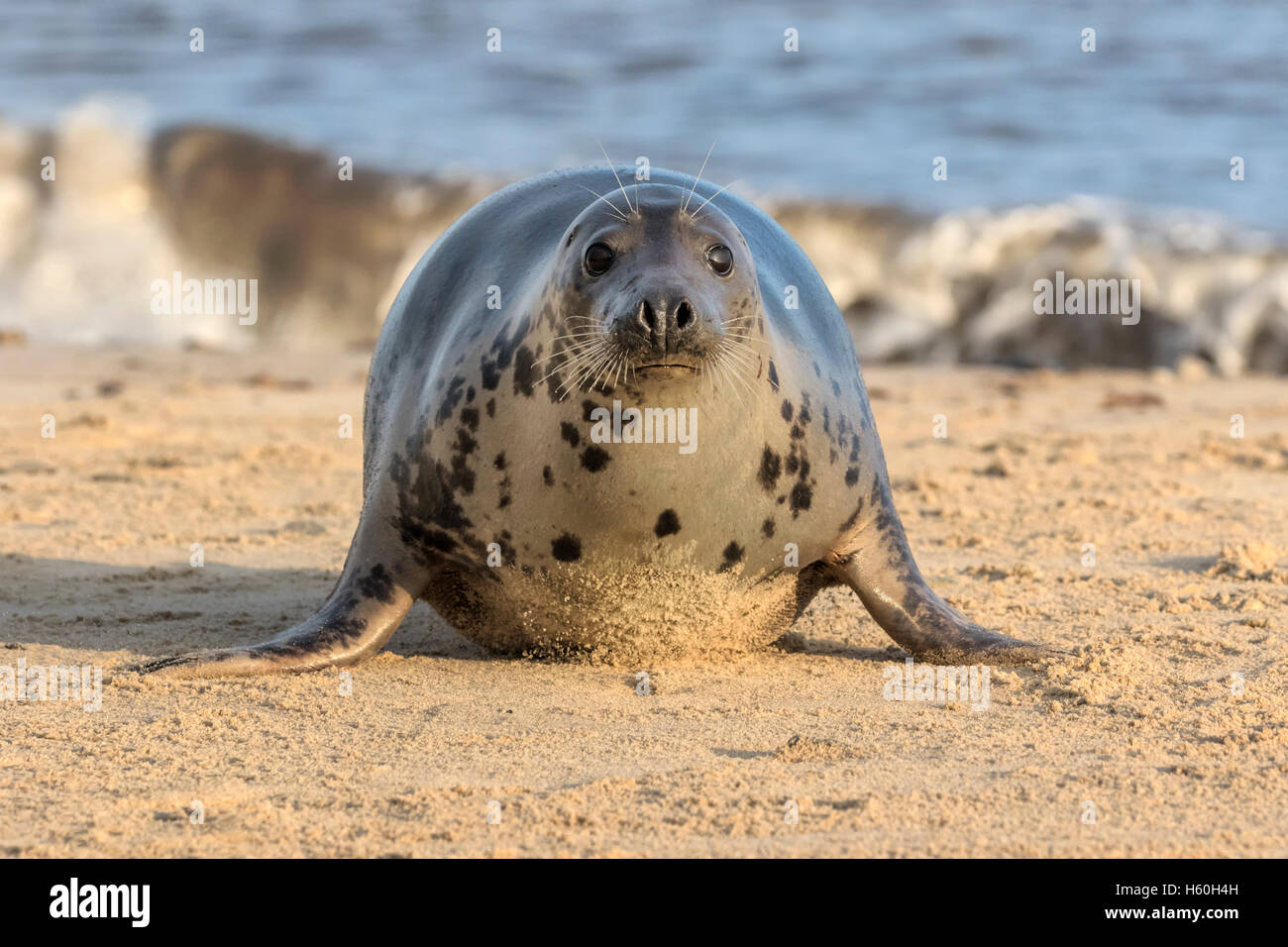Atlantic Grey Seal female Stock Photo - Alamy
