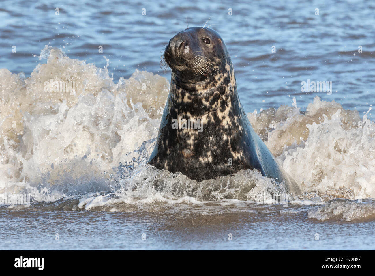 Adult Male Grey Seal Bull High Resolution Stock Photography and Images ...