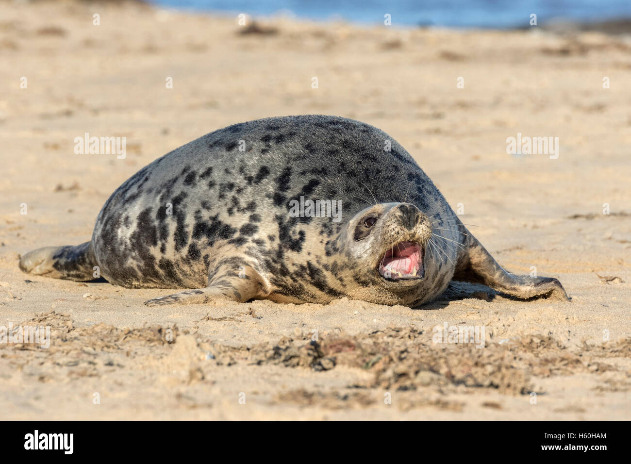 Female aggression hi-res stock photography and images - Alamy