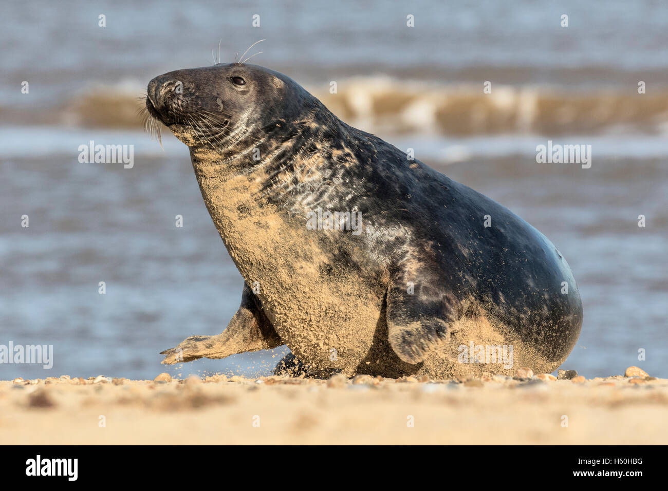 Grey Seal adult bull Stock Photo - Alamy