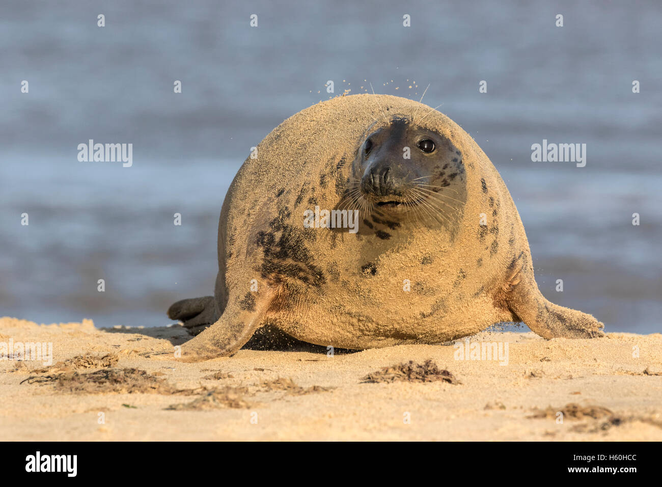 Grey Seal female Stock Photo - Alamy