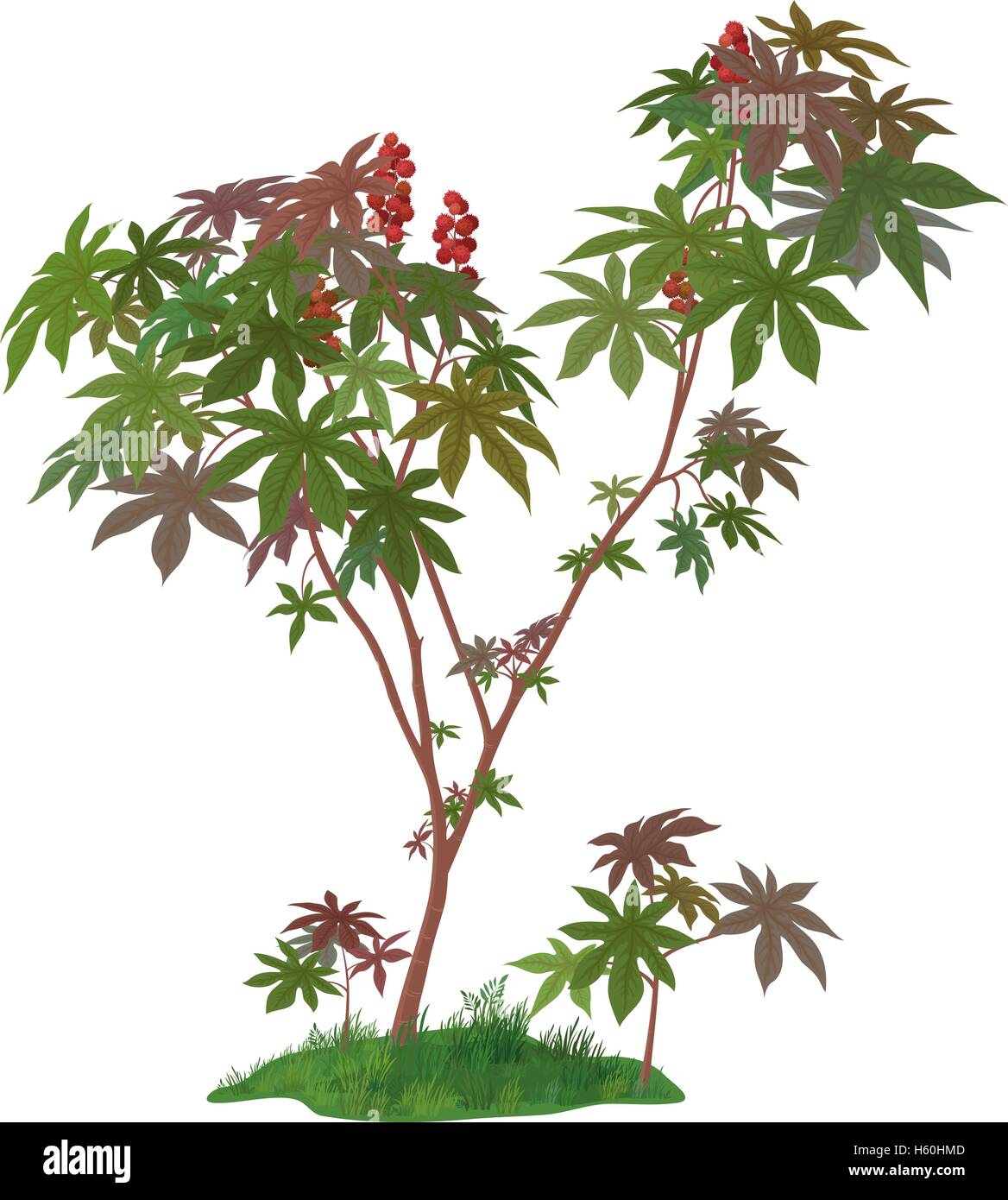 Castor seeds Stock Vector Images - Alamy