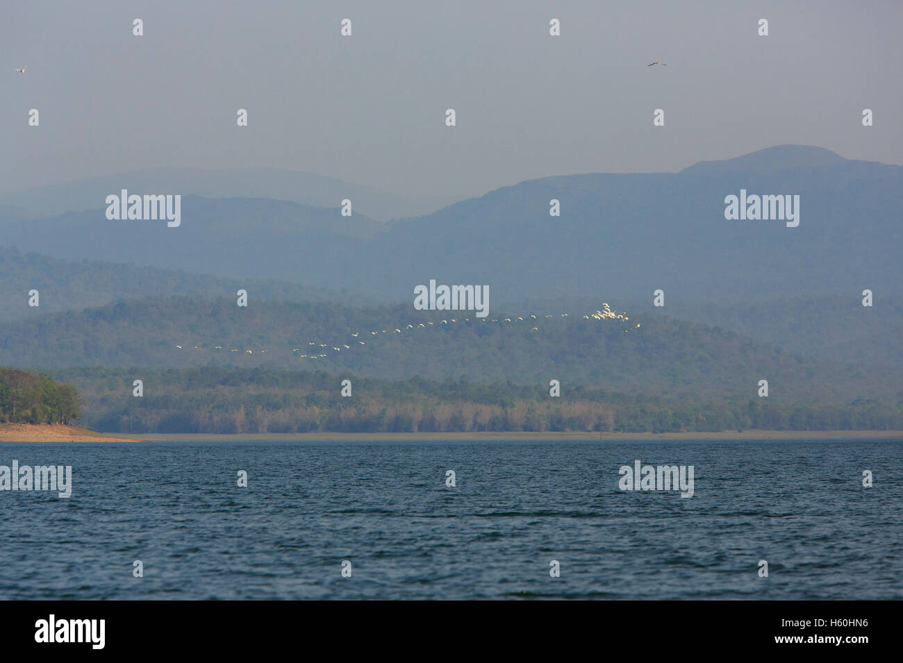 Bhadra Backwater and Flying birds Stock Photo - Alamy
