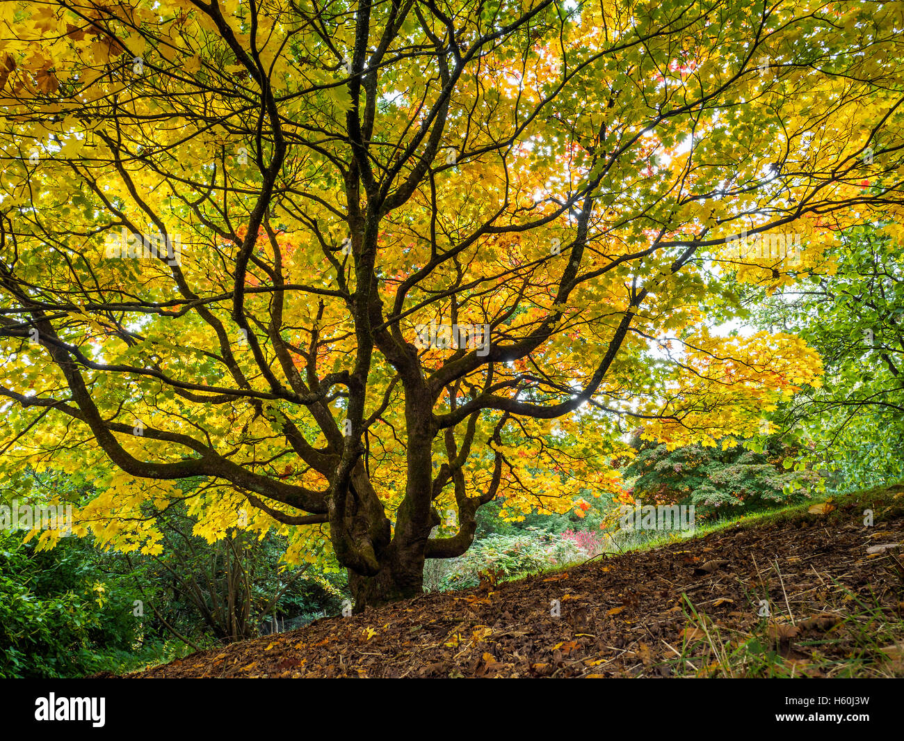 Acer tree species hi-res stock photography and images - Alamy