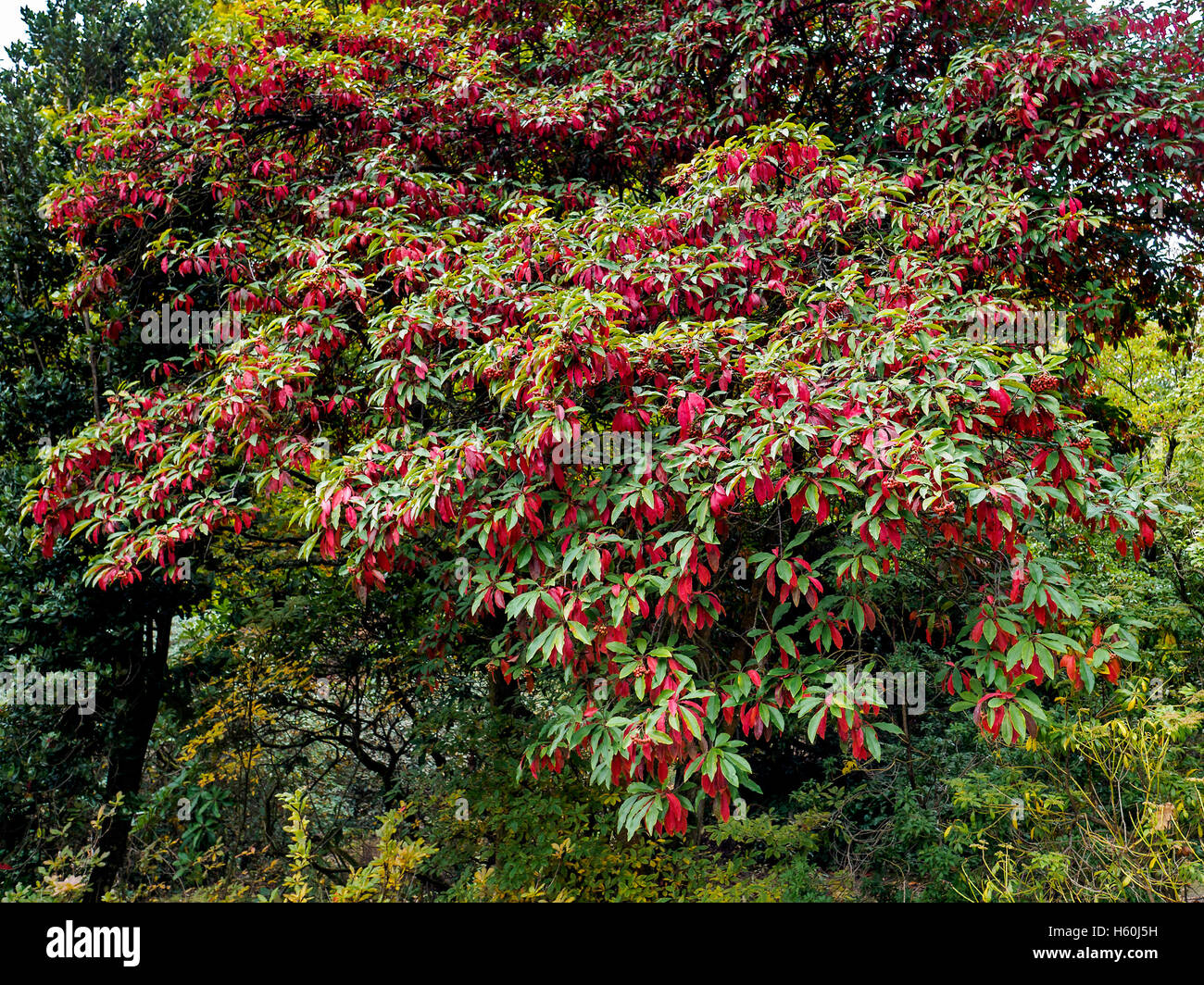 Photinia davidiana Leaves Turning Red Stock Photo - Alamy