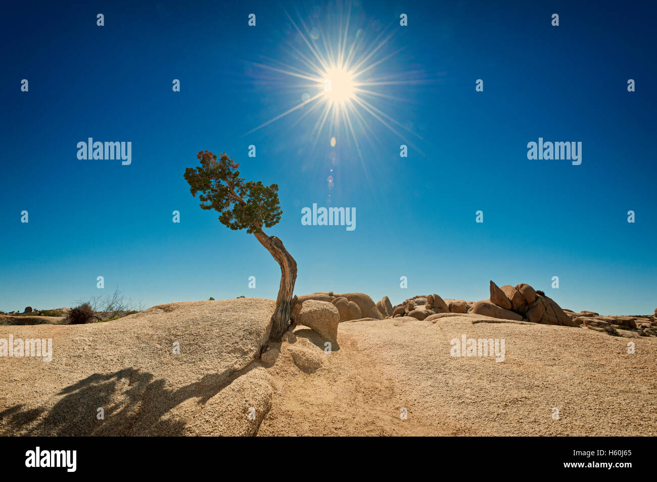 Tree with park hi-res stock photography and images - Alamy