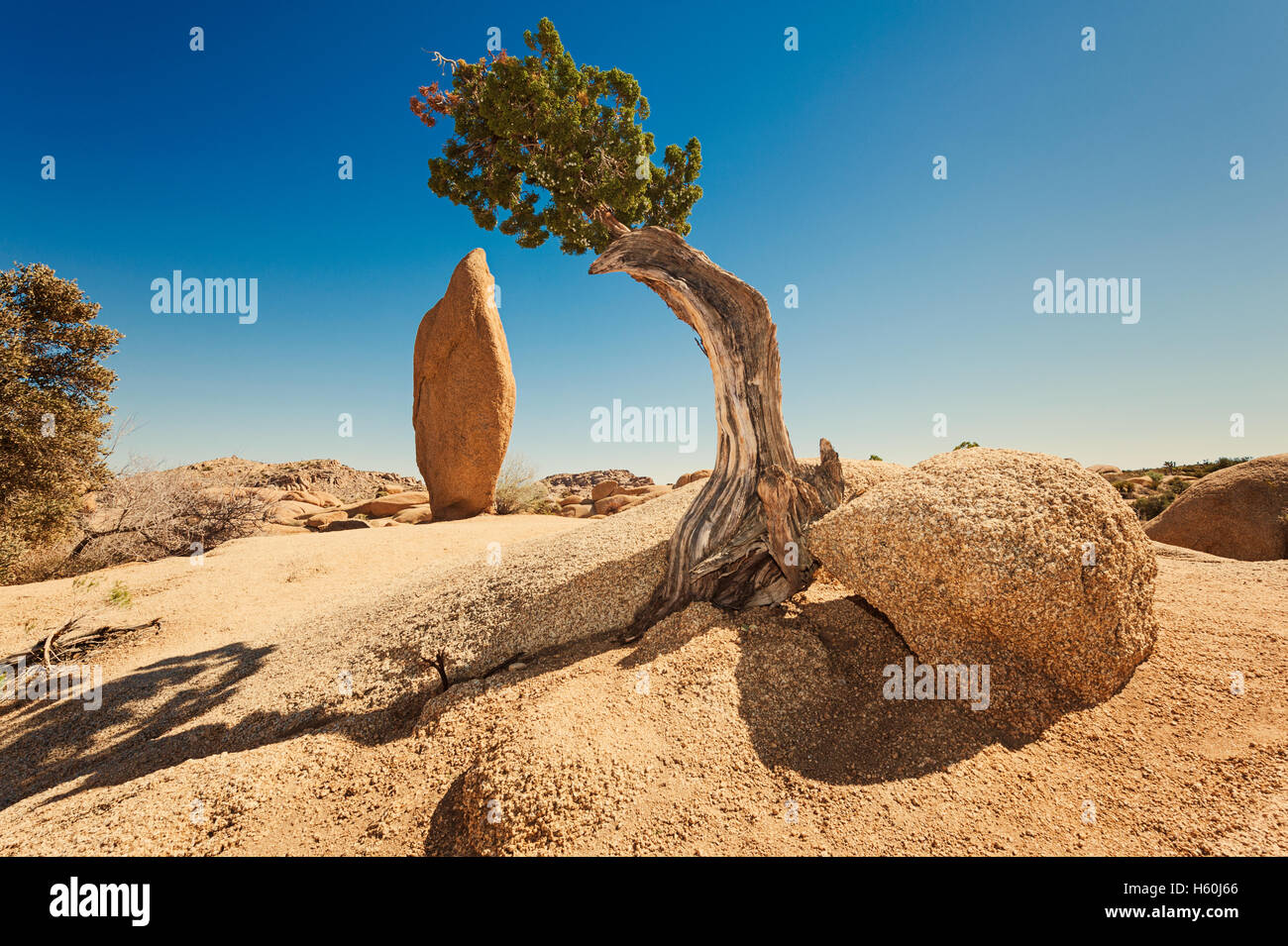 Juniper Tree and Monolith in Joshua Tree National Park Stock Photo - Alamy