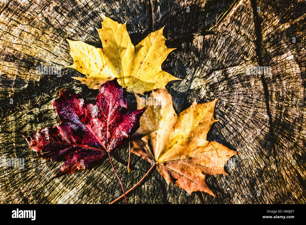 A trio of autumnal leaves arranged with the grain of a tree stump as a ...