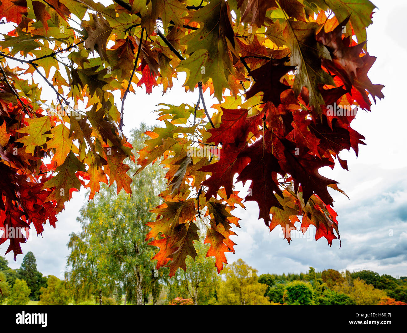 Red oak tree hi-res stock photography and images - Alamy