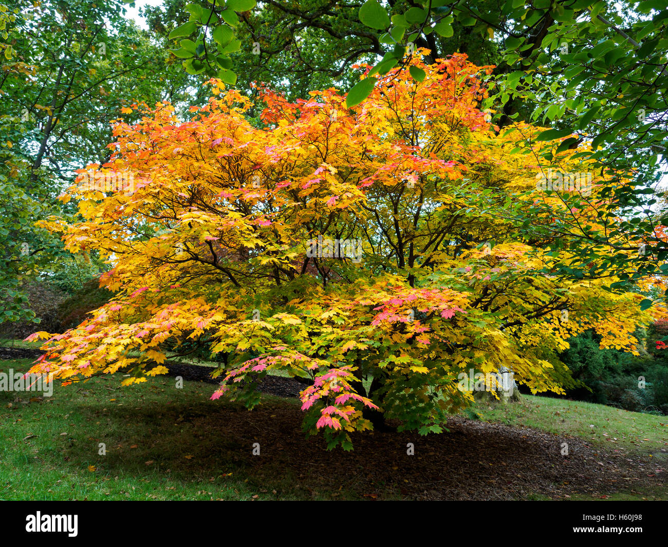 Acer tree species hi-res stock photography and images - Alamy