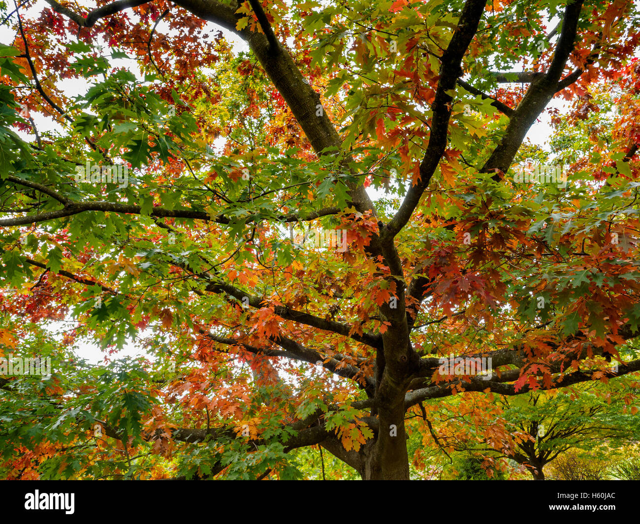 Oak leaves turning red hi-res stock photography and images - Alamy