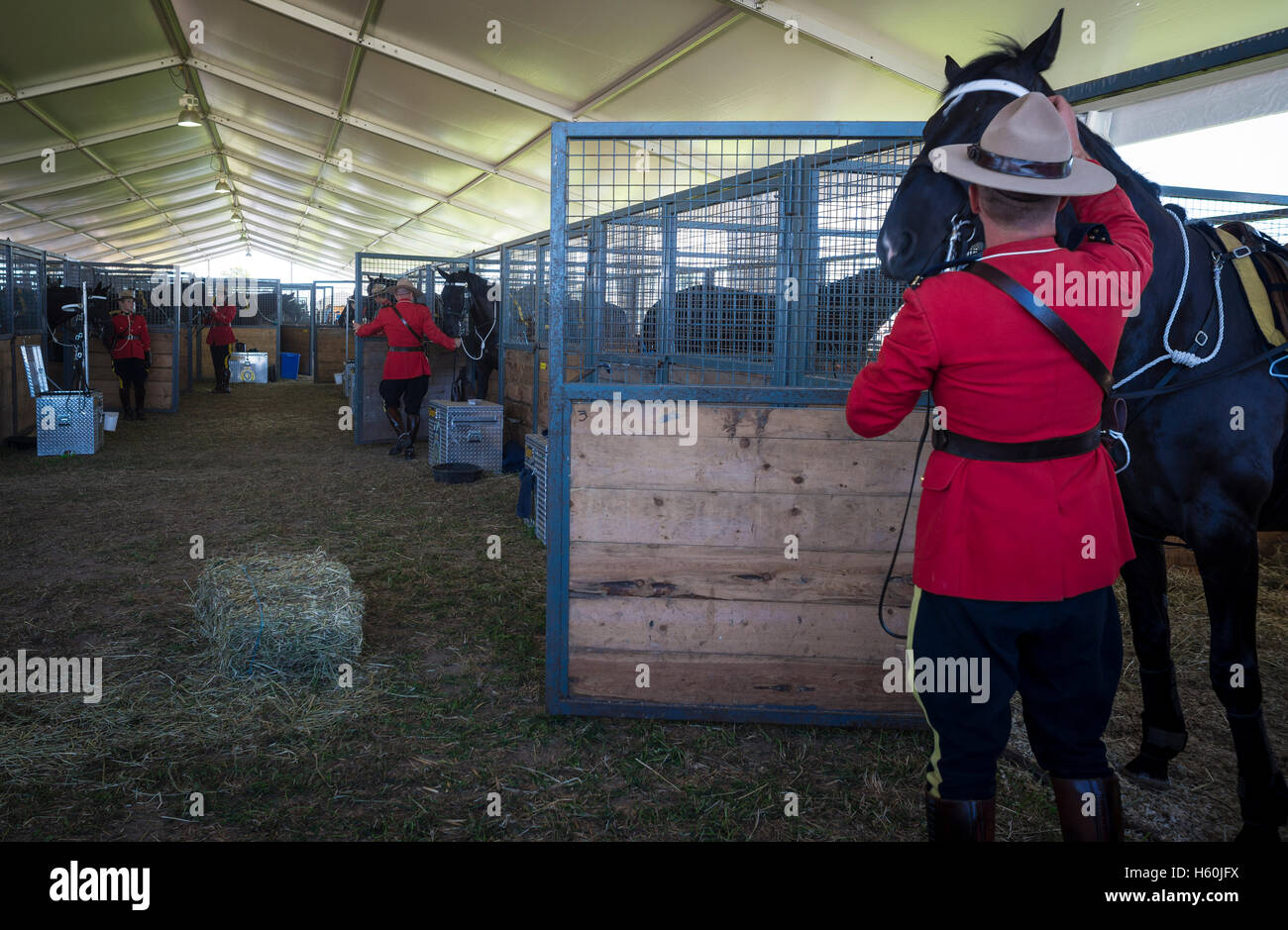 RCMP Mountie preparing horse for ceremony Stock Photo - Alamy