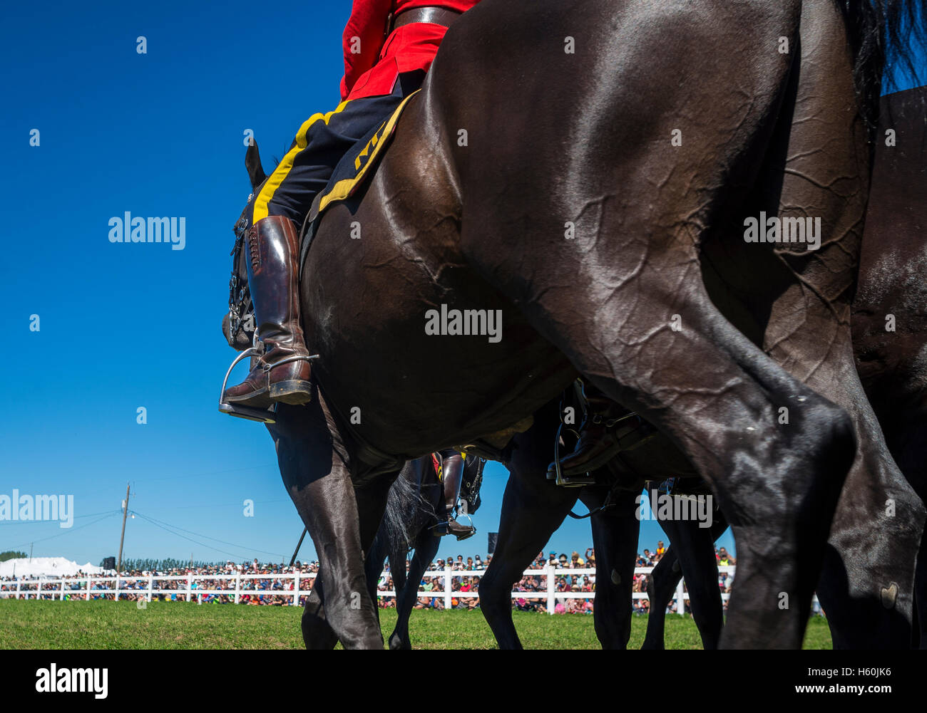 Mountie horse hi-res stock photography and images - Alamy