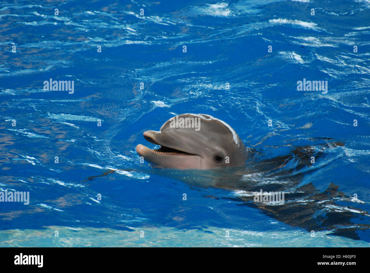 Dolphin chattering with his mouth open so you can see his teeth Stock Photo - Alamy