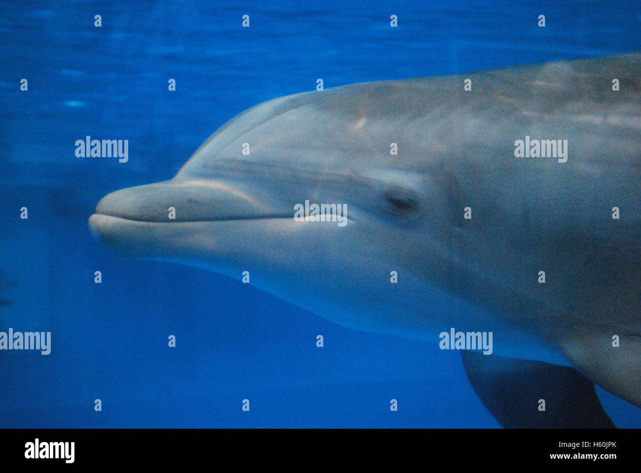 Bottlenose dolphin swimming underwater with a grin Stock Photo - Alamy