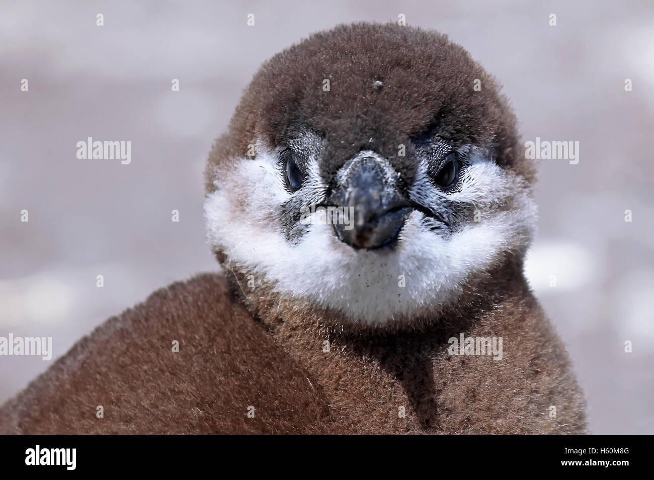 African penguin baby hi-res stock photography and images - Alamy