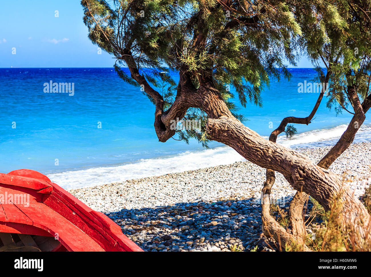 Cascalote hi-res stock photography and images - Alamy
