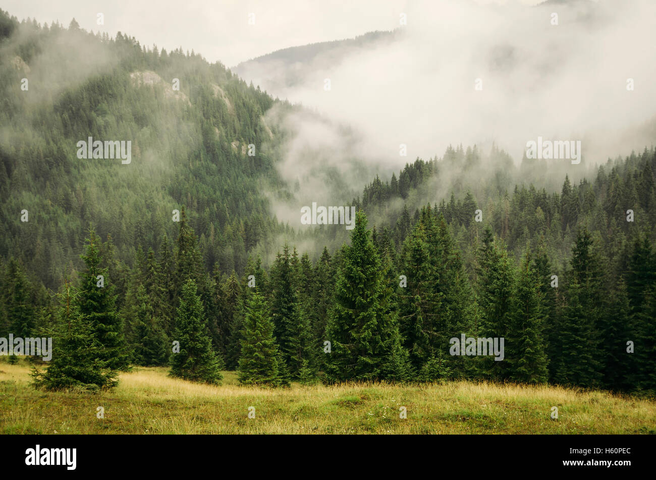 Tree shrouded in mist hi-res stock photography and images - Alamy