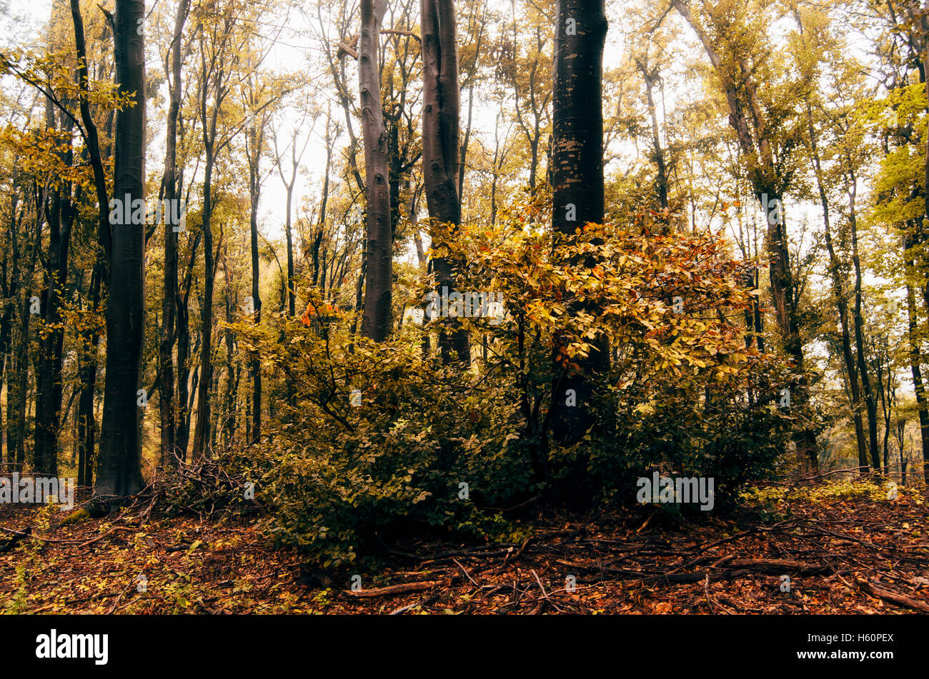 Misty forest autumn landscape. Colorful foliage on misty rainy fall day ...