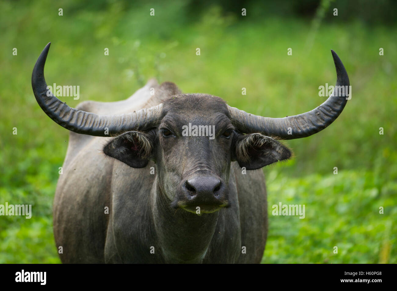 Wild water buffalo, Bubalus bubalus, Yala National Park, Sri Lanka ...