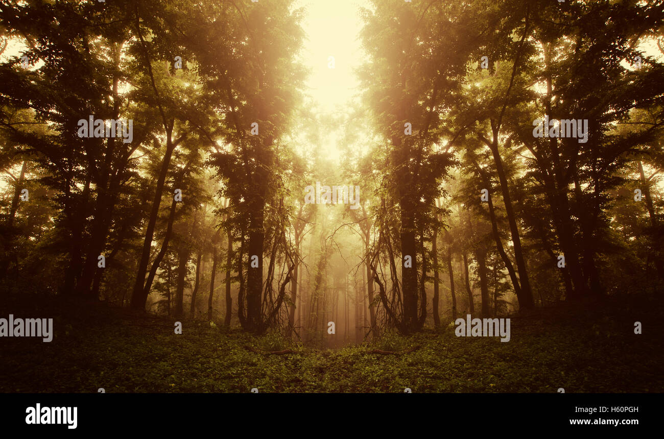 Misty autumn trees hi-res stock photography and images - Alamy