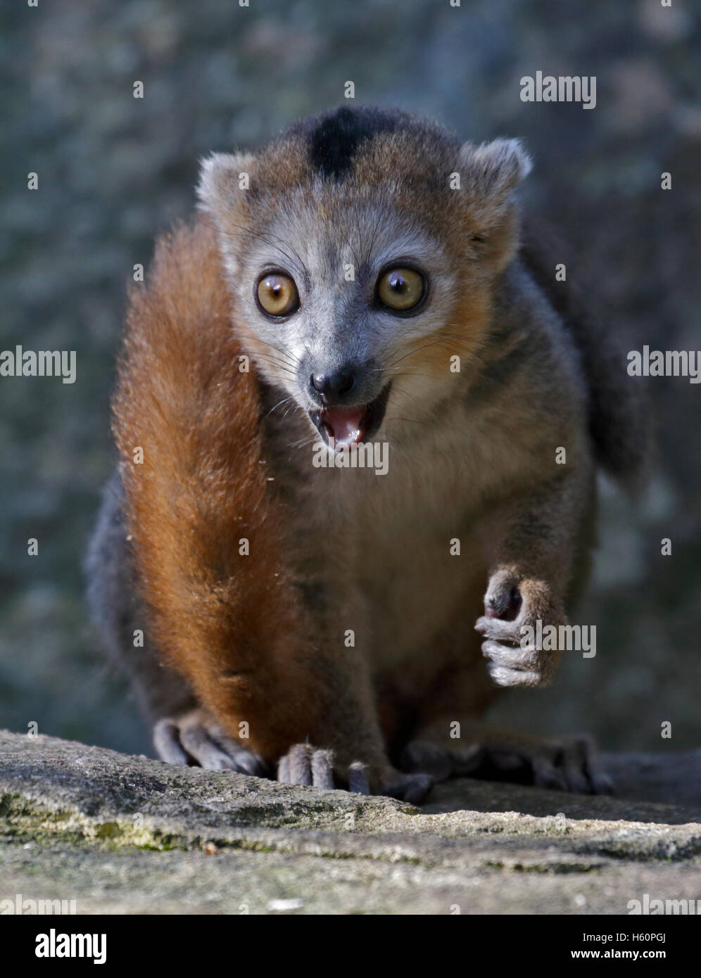 Crowned Lemur (eulemur coronatus) male juvenile Stock Photo - Alamy