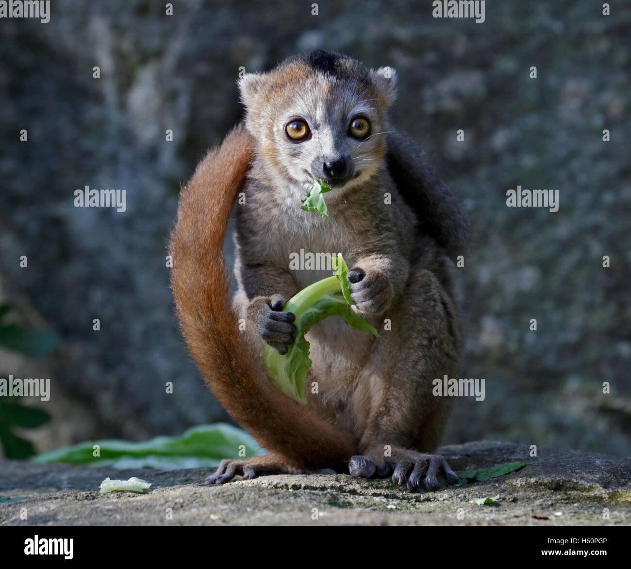 Crowned Lemur (eulemur coronatus) male juvenile Stock Photo - Alamy