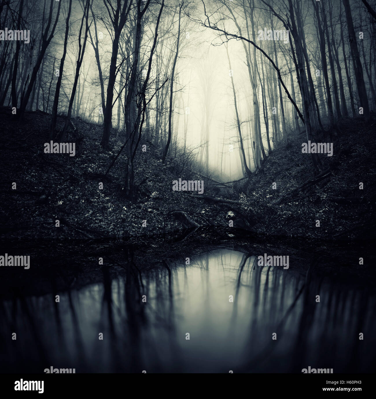 Dark forest hi-res stock photography and images - Alamy