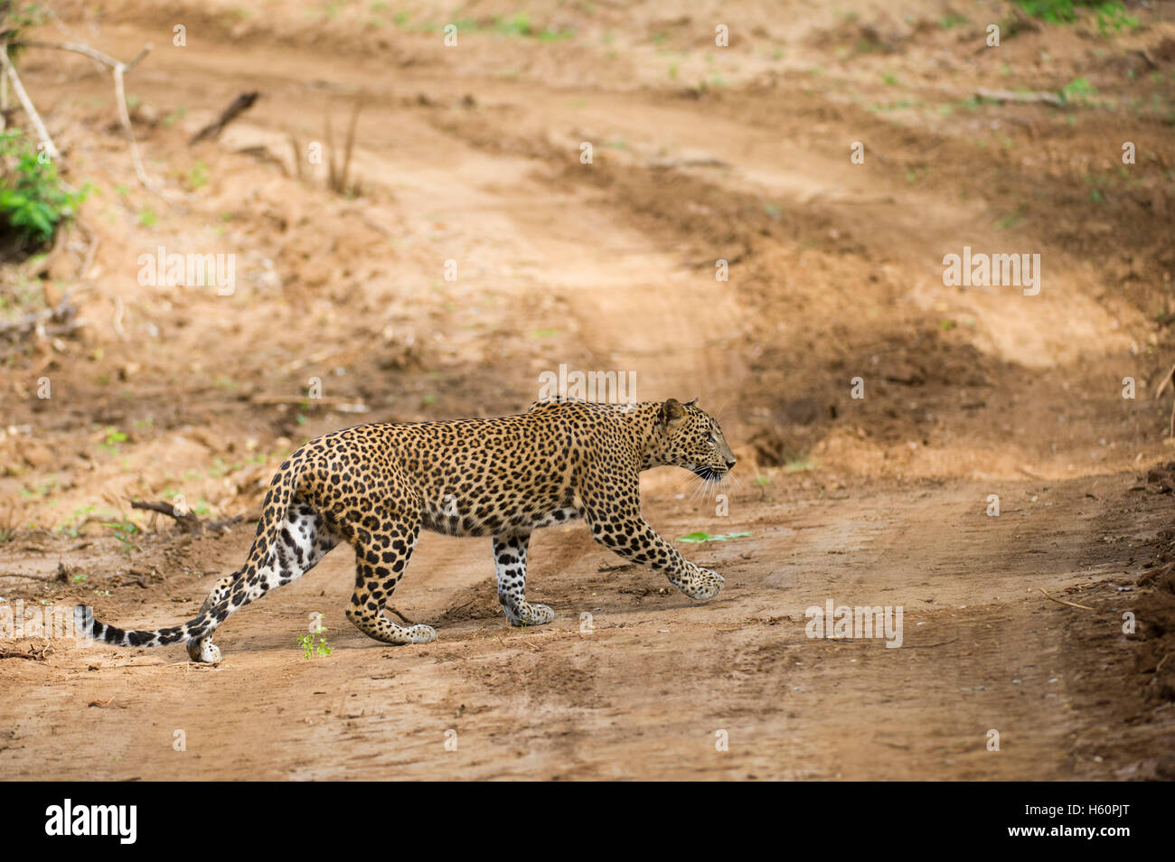 Leopard crossing the road (Panthera pardus), Yala National Park, Sri ...
