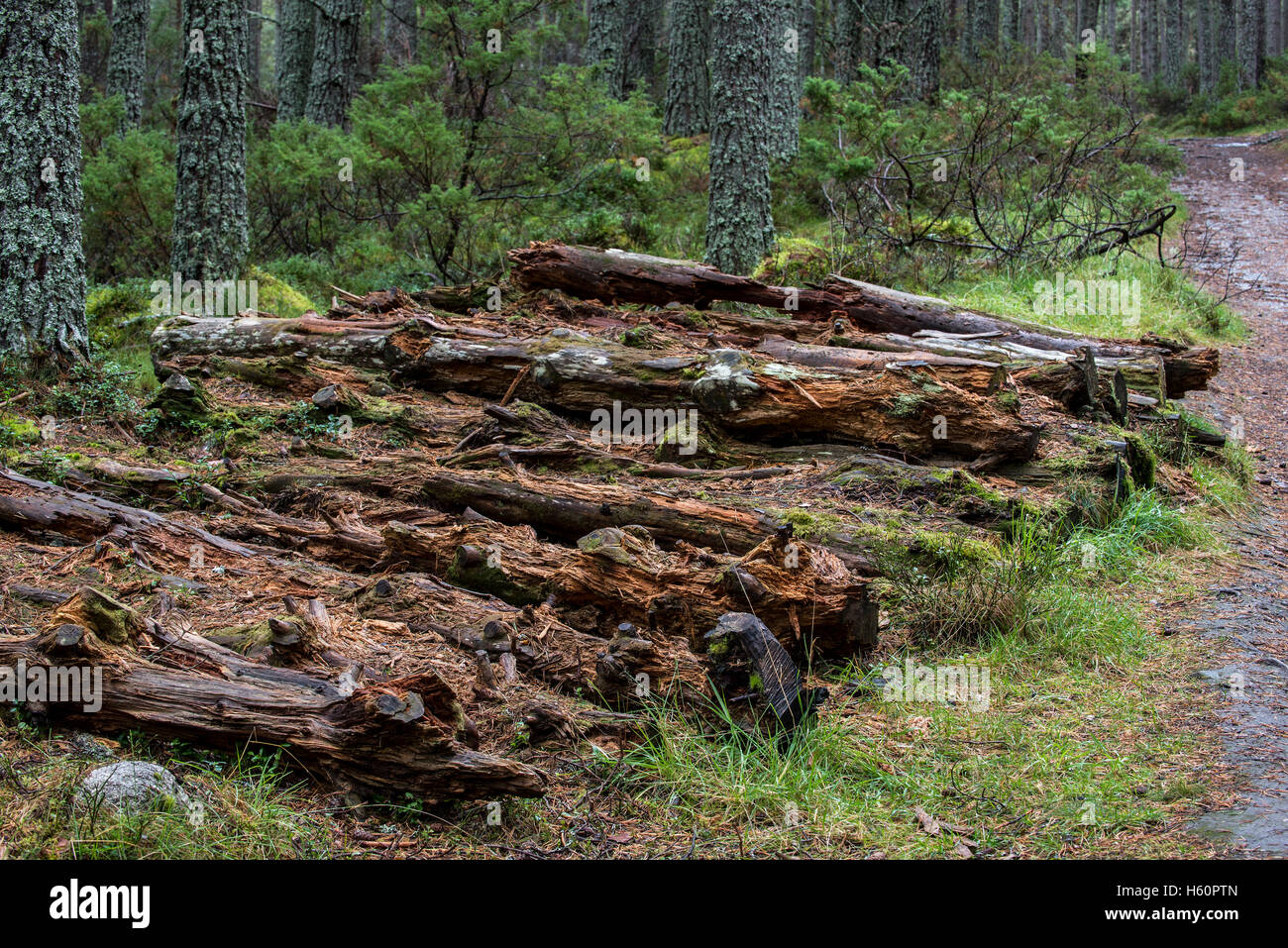 Logs rotten logs hi-res stock photography and images - Alamy