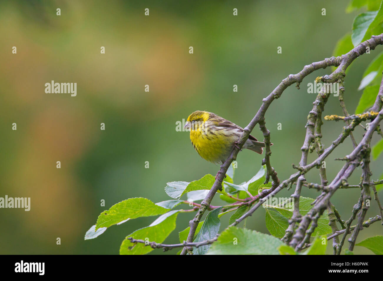 Serin finch hi-res stock photography and images - Alamy