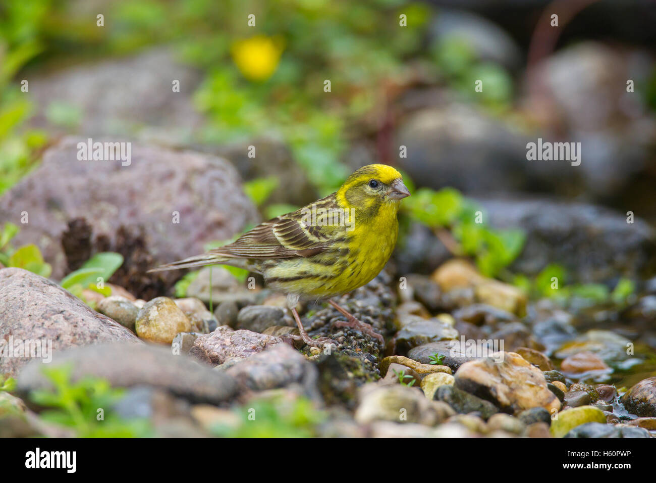 European serin (Serinus serinus) drinking water from brook Stock Photo ...