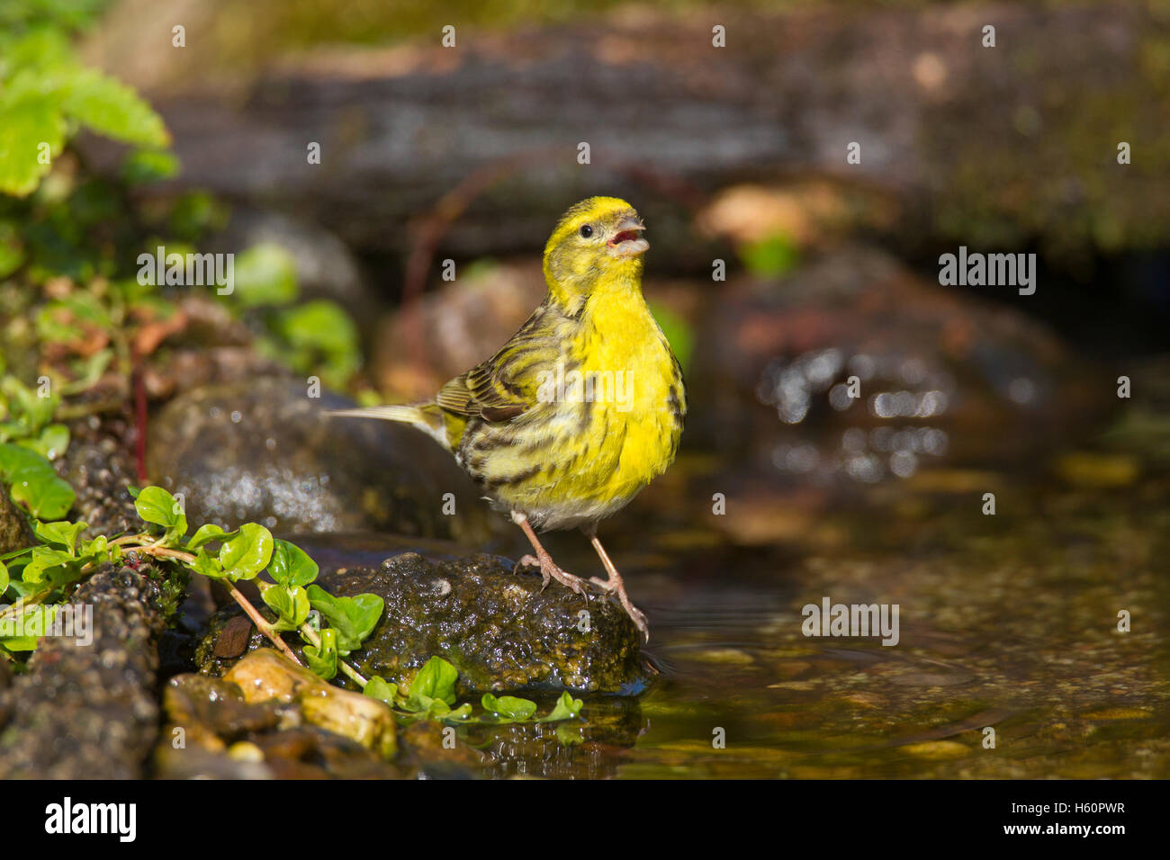 Serin finch hi-res stock photography and images - Alamy