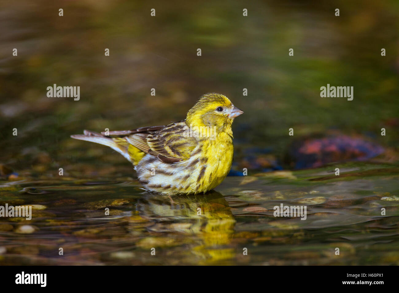 European serin (Serinus serinus) bathing in shallow water of creek ...