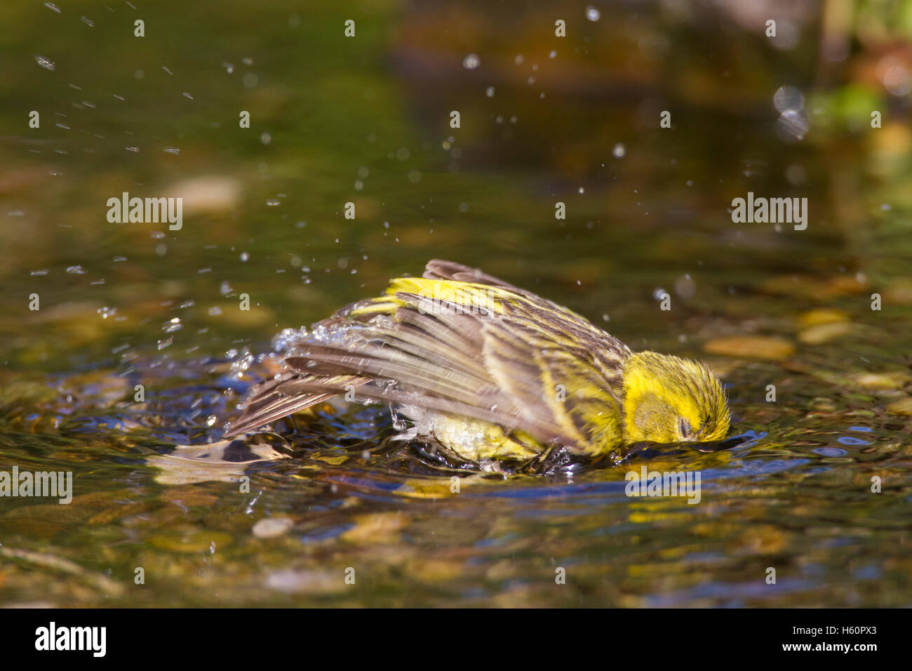 European serin (Serinus serinus) bathing in shallow water of creek ...