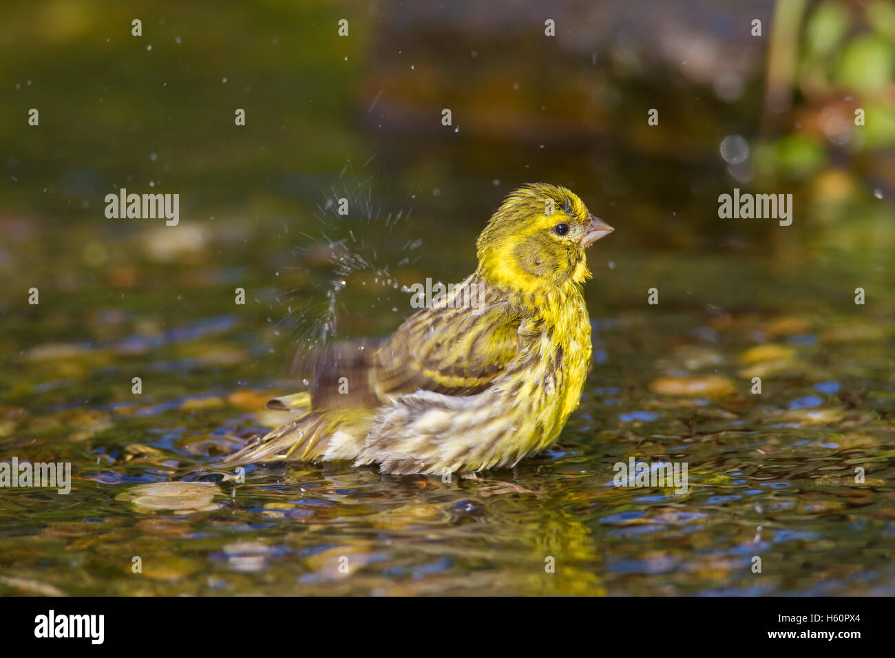 European serin (Serinus serinus) bathing in shallow water of creek ...