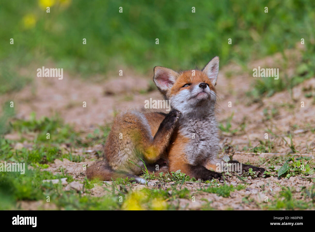 Red fox ( Vulpes vulpes) cub / kit scratching fur with hind leg in ...