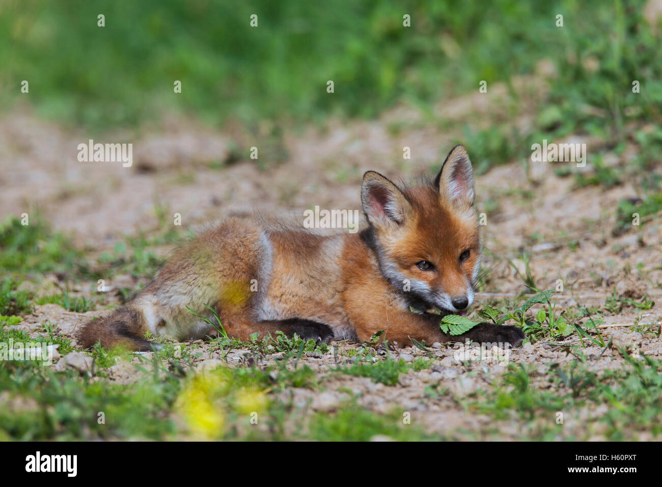 Cute red fox ( Vulpes vulpes) cub / kit lying in field in spring Stock ...