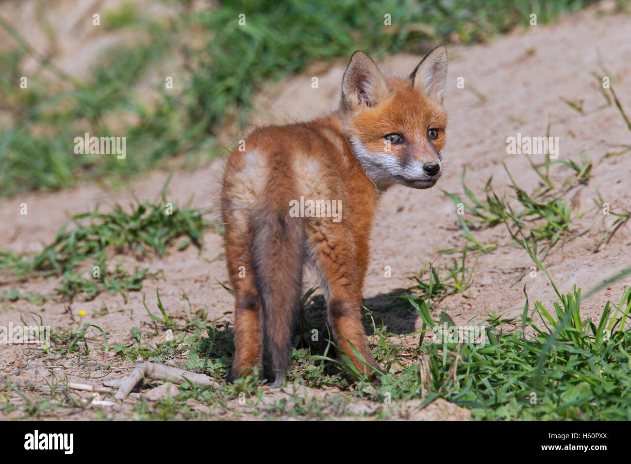 Cute red fox ( Vulpes vulpes) cub / kit looking backwards in spring Stock Photo - Alamy