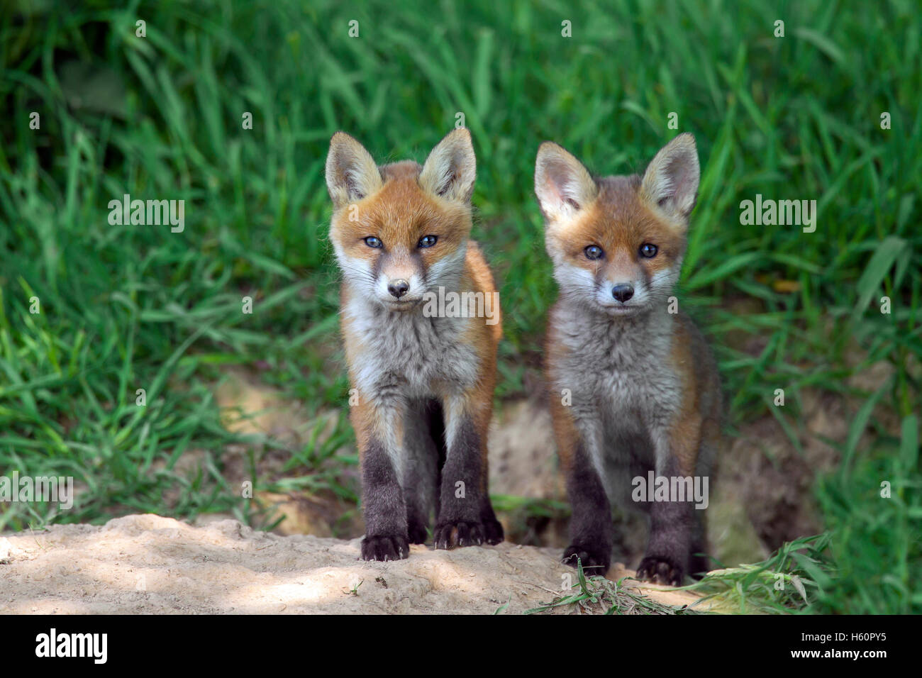Two cute red fox ( Vulpes vulpes) cubs / kits sitting at entrance of ...