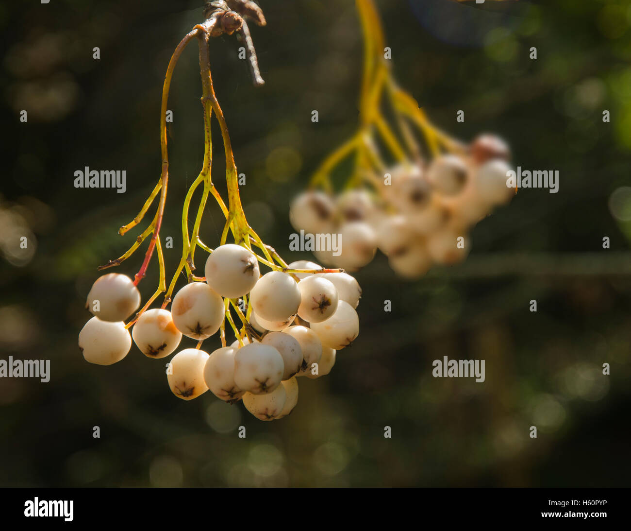 Marsh berries hi-res stock photography and images - Alamy