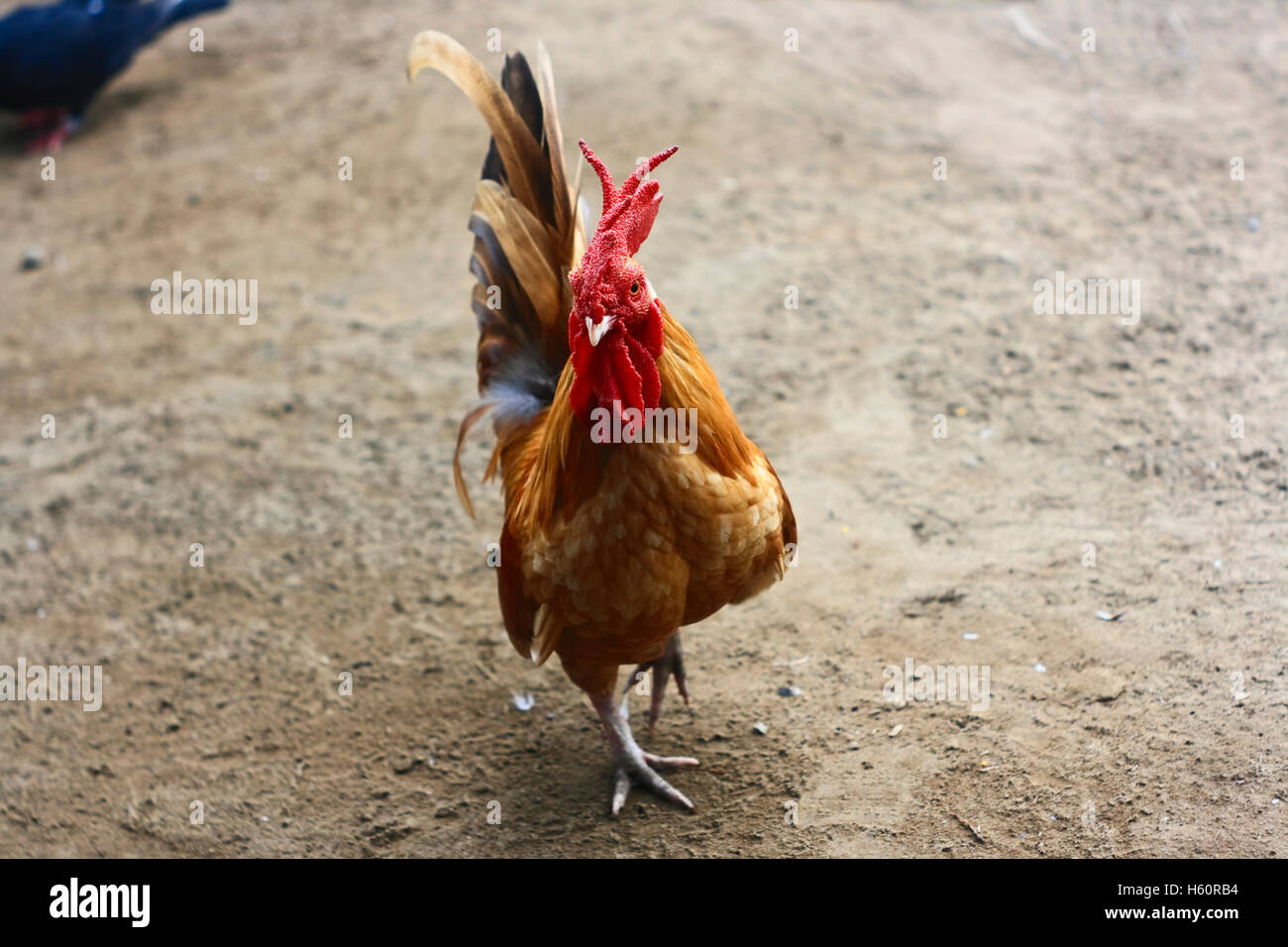 Rooster in field Stock Photo - Alamy
