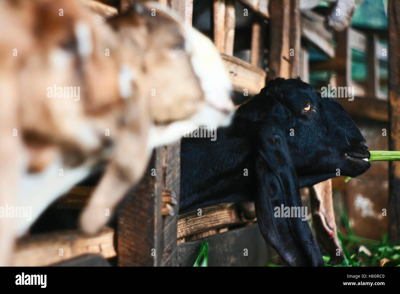Goat in the cage Stock Photo - Alamy