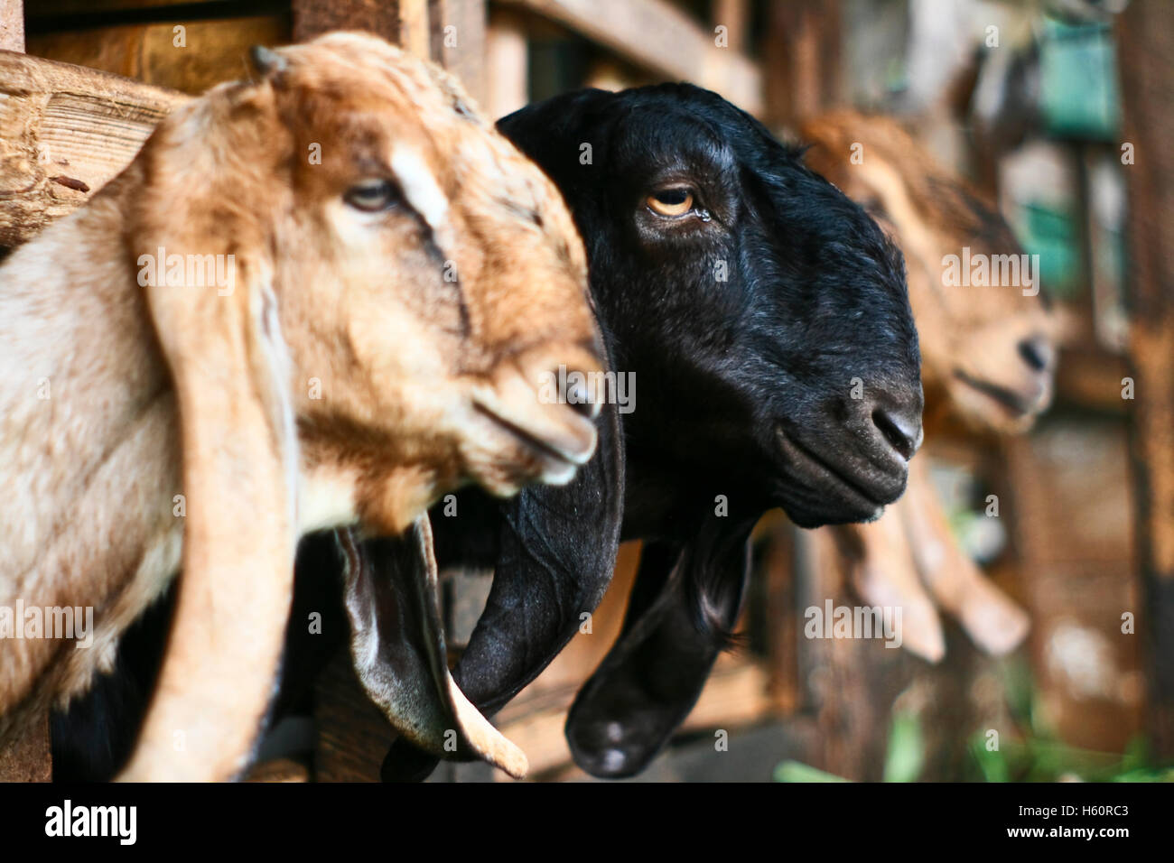 Goat In Cage High Resolution Stock Photography and Images - Alamy