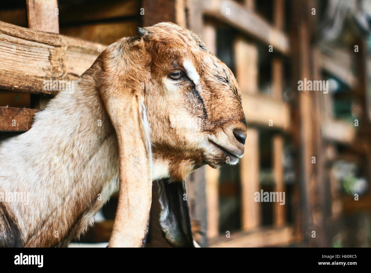 Goat in cage hi-res stock photography and images - Alamy