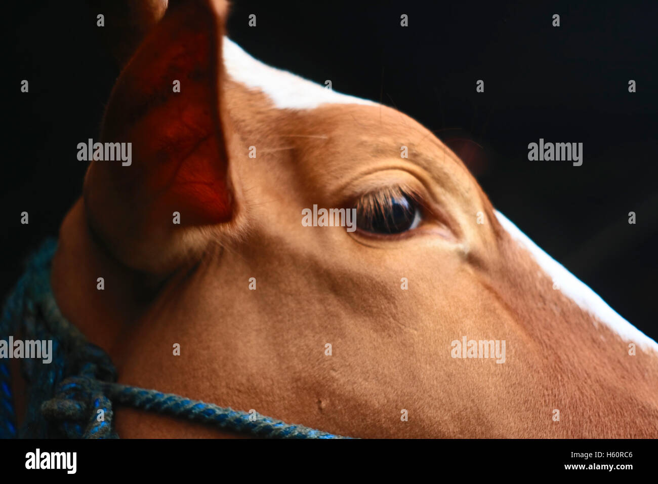 Cow anatomy hi-res stock photography and images - Alamy
